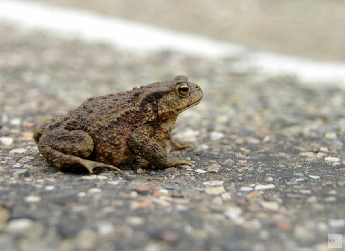 Padden 'teisteren' woonwijk in Enkhuizen - Enkhuizerdagblad.nl